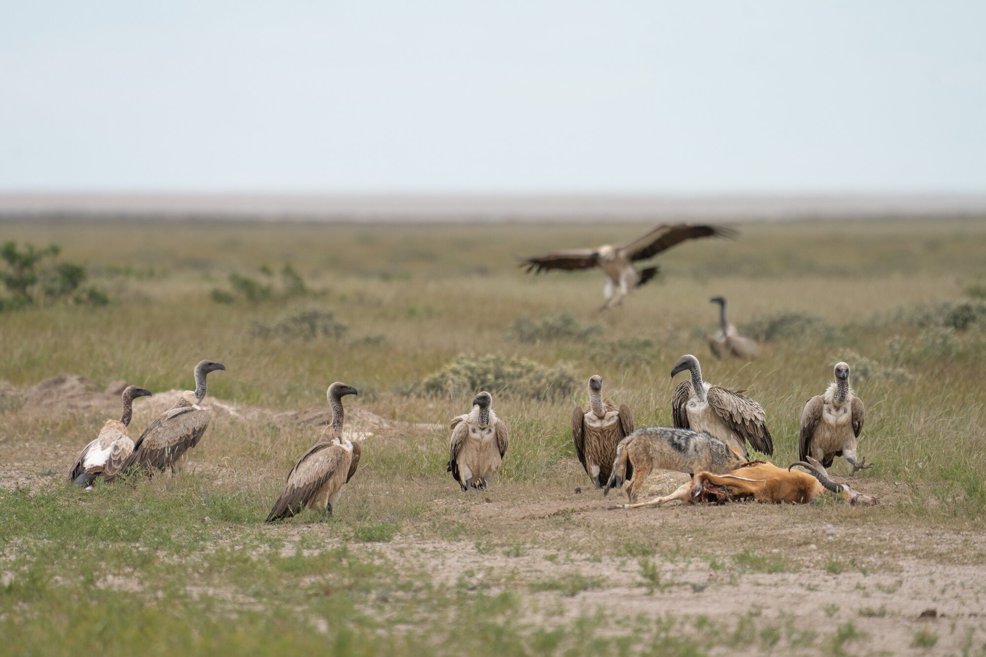 Geier mit Forschungsauftrag – Zoo Berlin