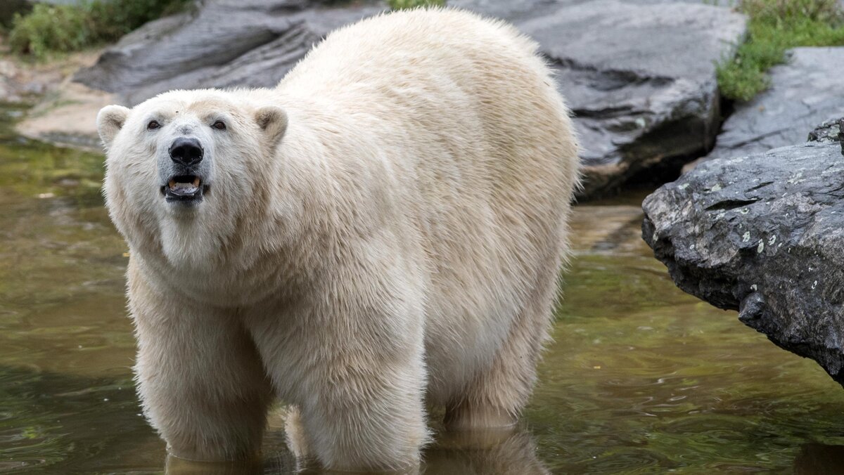 HAPPY BIRTHDAY, TONJA! – Zoo Berlin