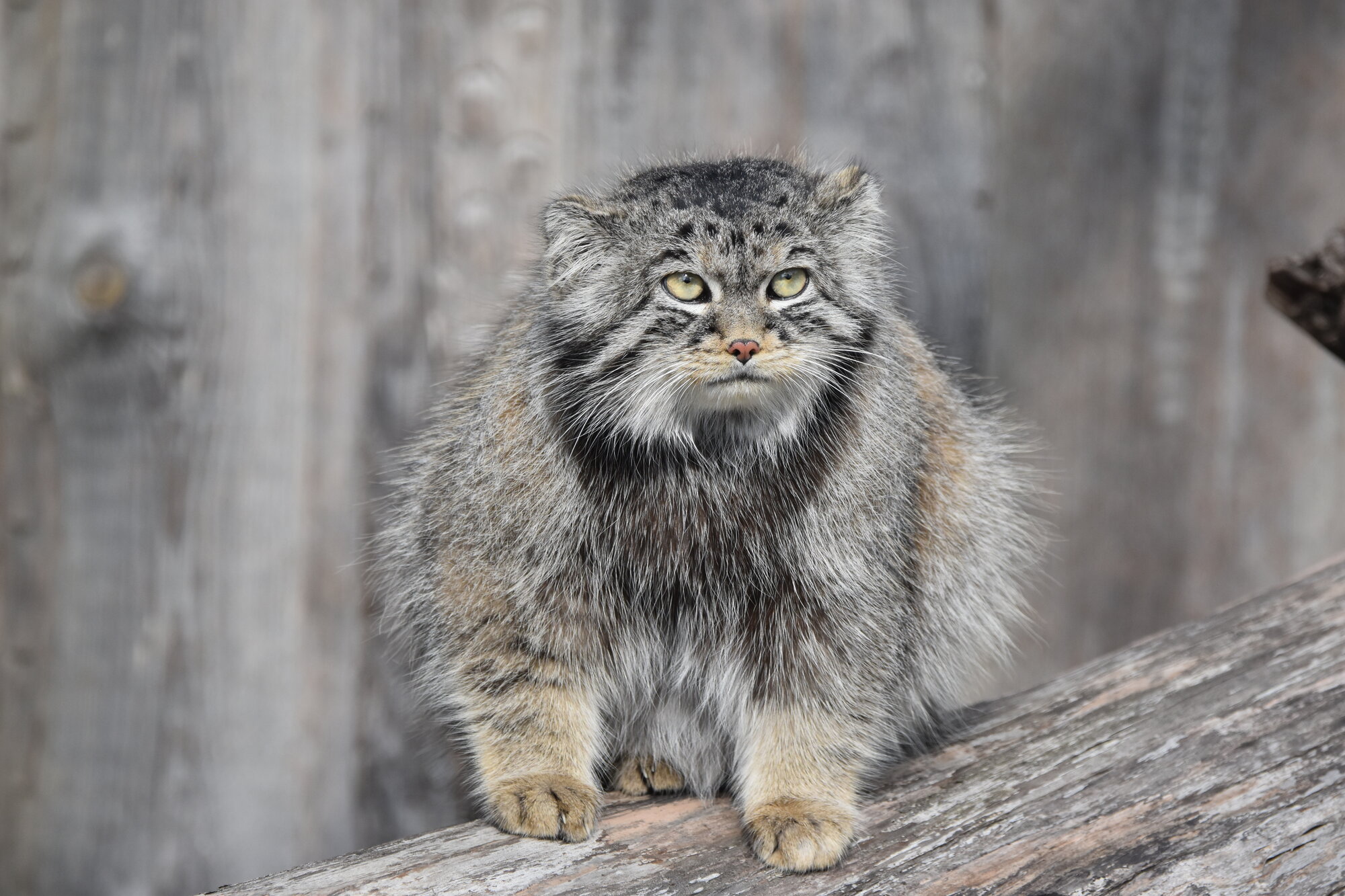 Happy International Pallas’s Cat Day! – Zoo Berlin