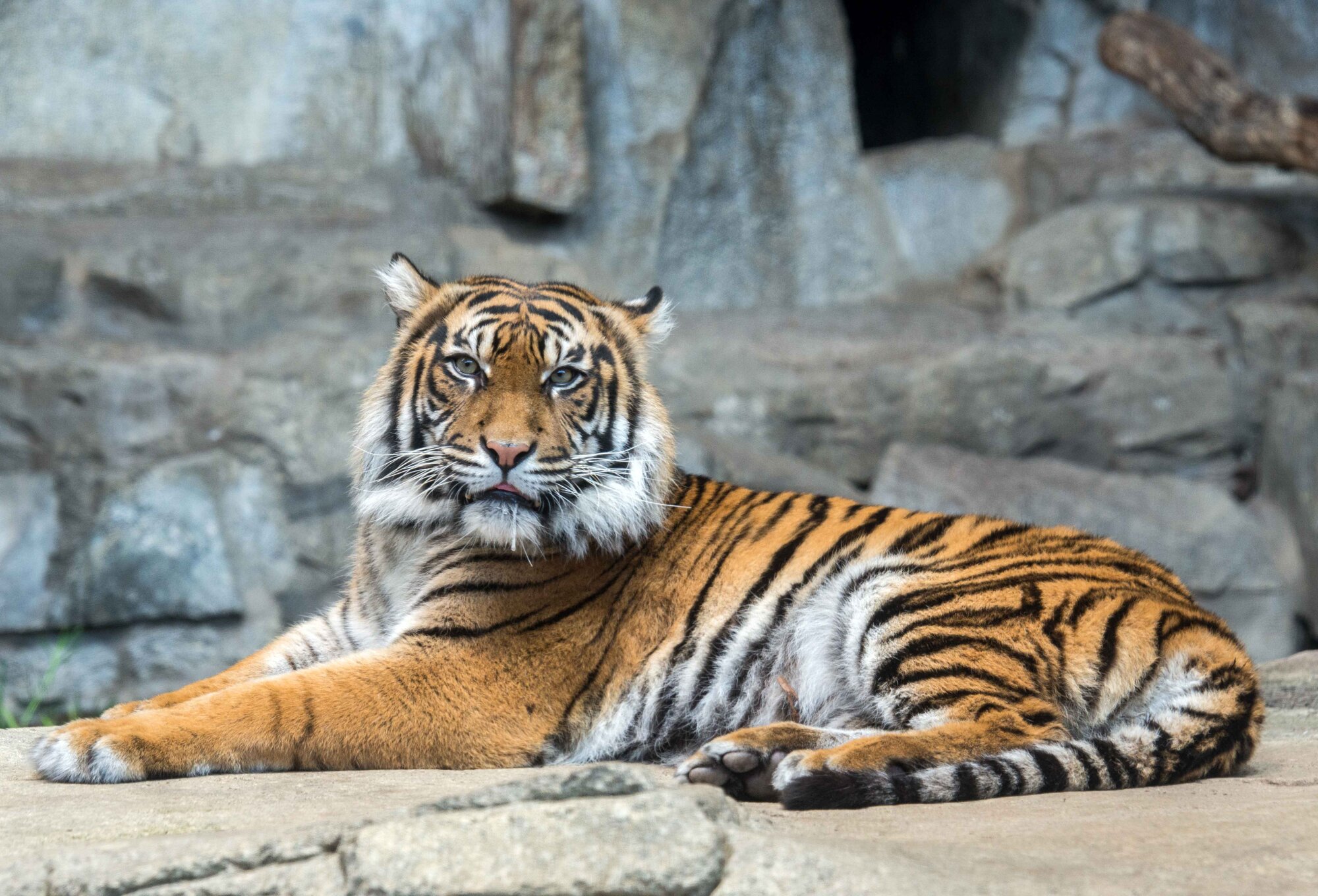Death of Sumatran tigers – Zoo Berlin
