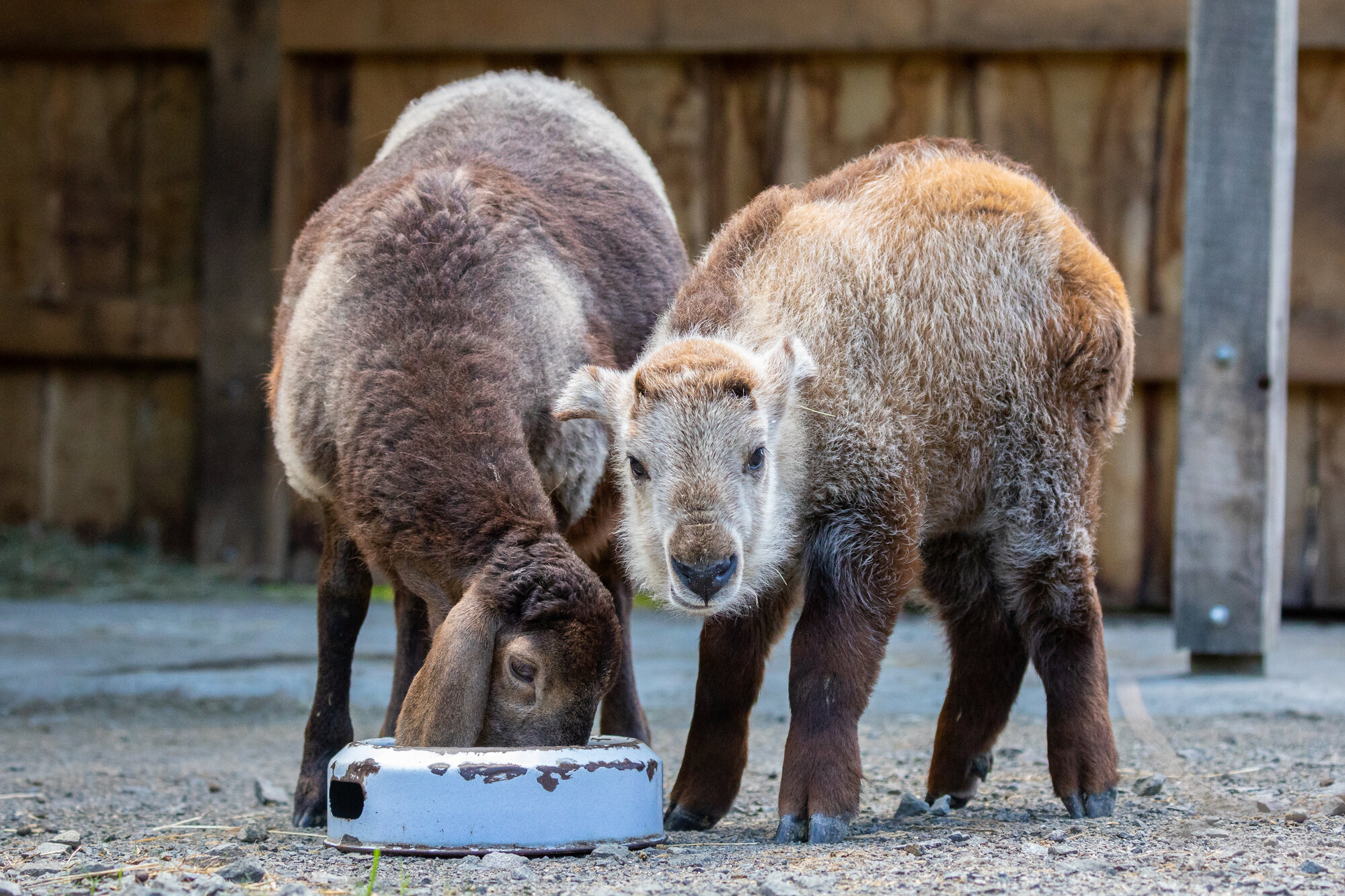 Tiny takin switches to solids – Zoo Berlin