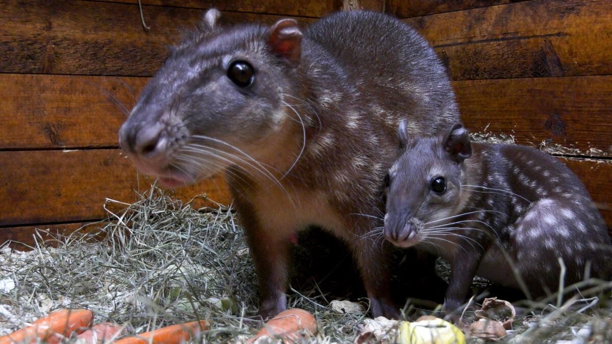 A paca pup – Zoo Berlin