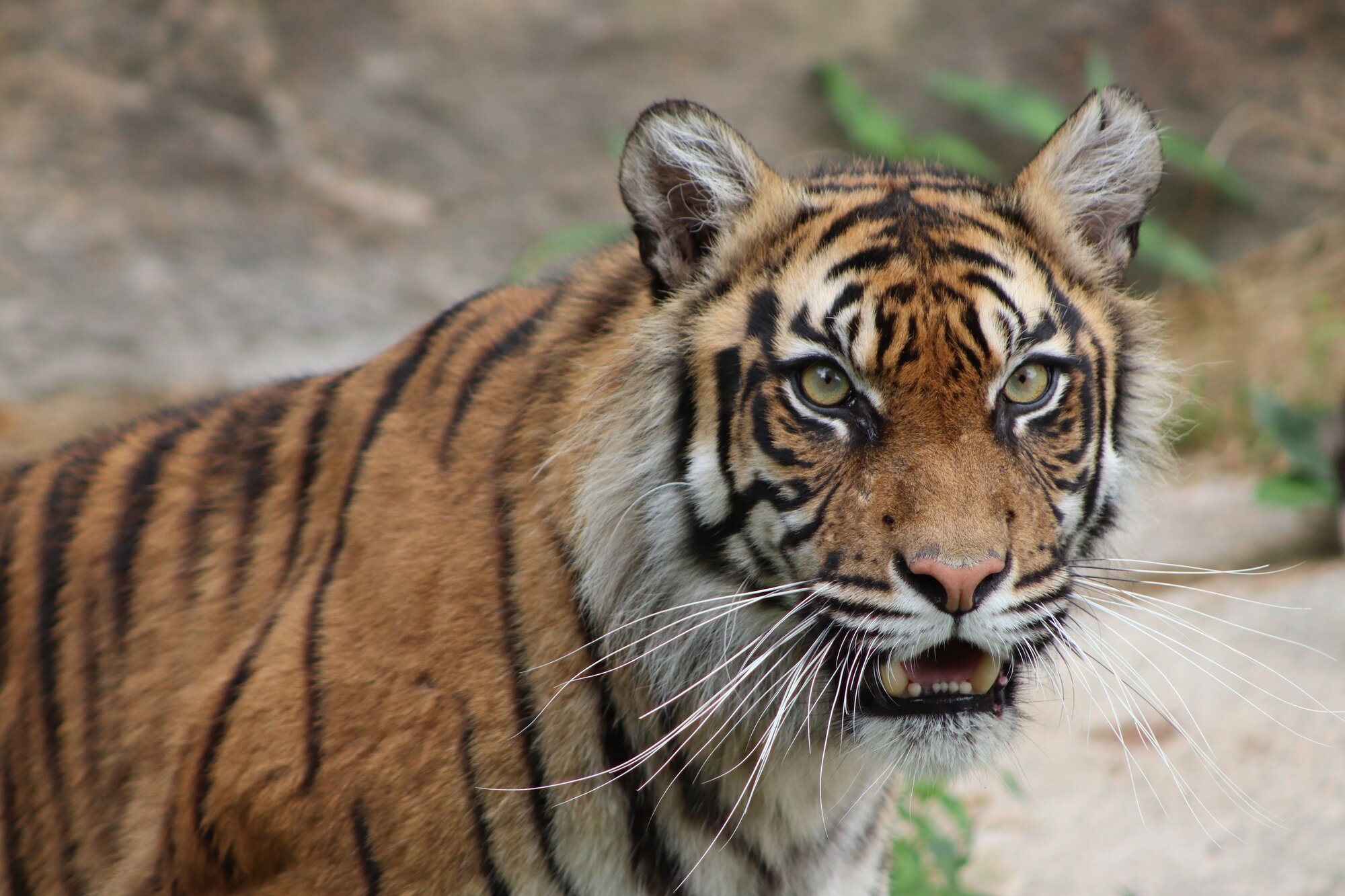 Sumatra-Tiger verstorben – Zoo Berlin