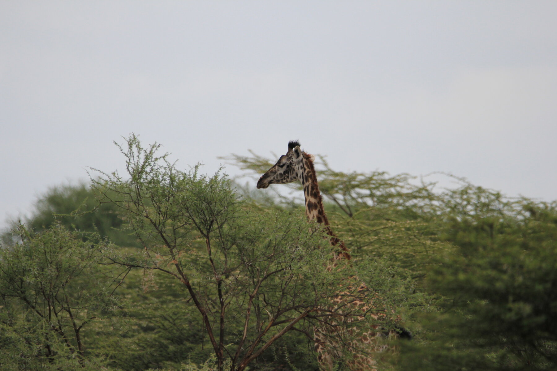 Interview: Giraffe project update 2022 – Zoo Berlin