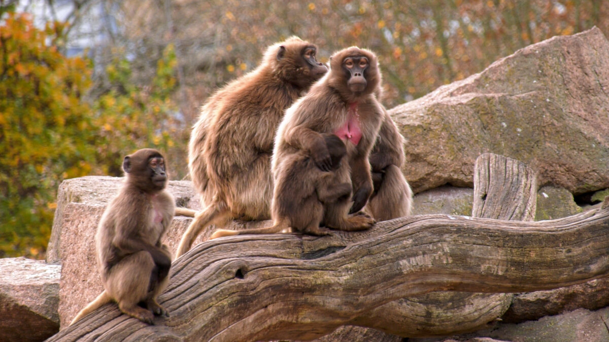 Happy World Monkey Day! – Zoo Berlin