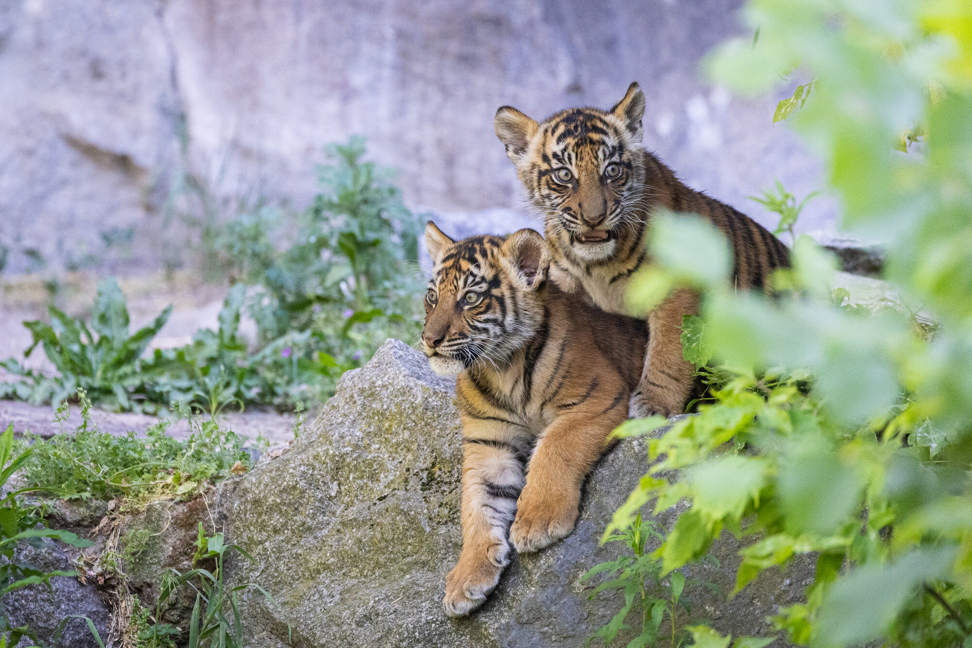 Zwei Berliner Originale – Zoo Berlin