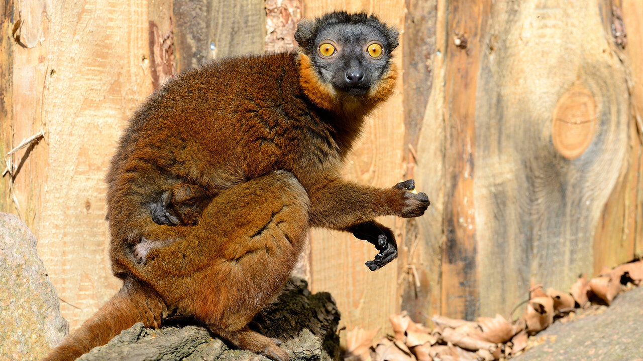 Lemurs – Aquarium Berlin