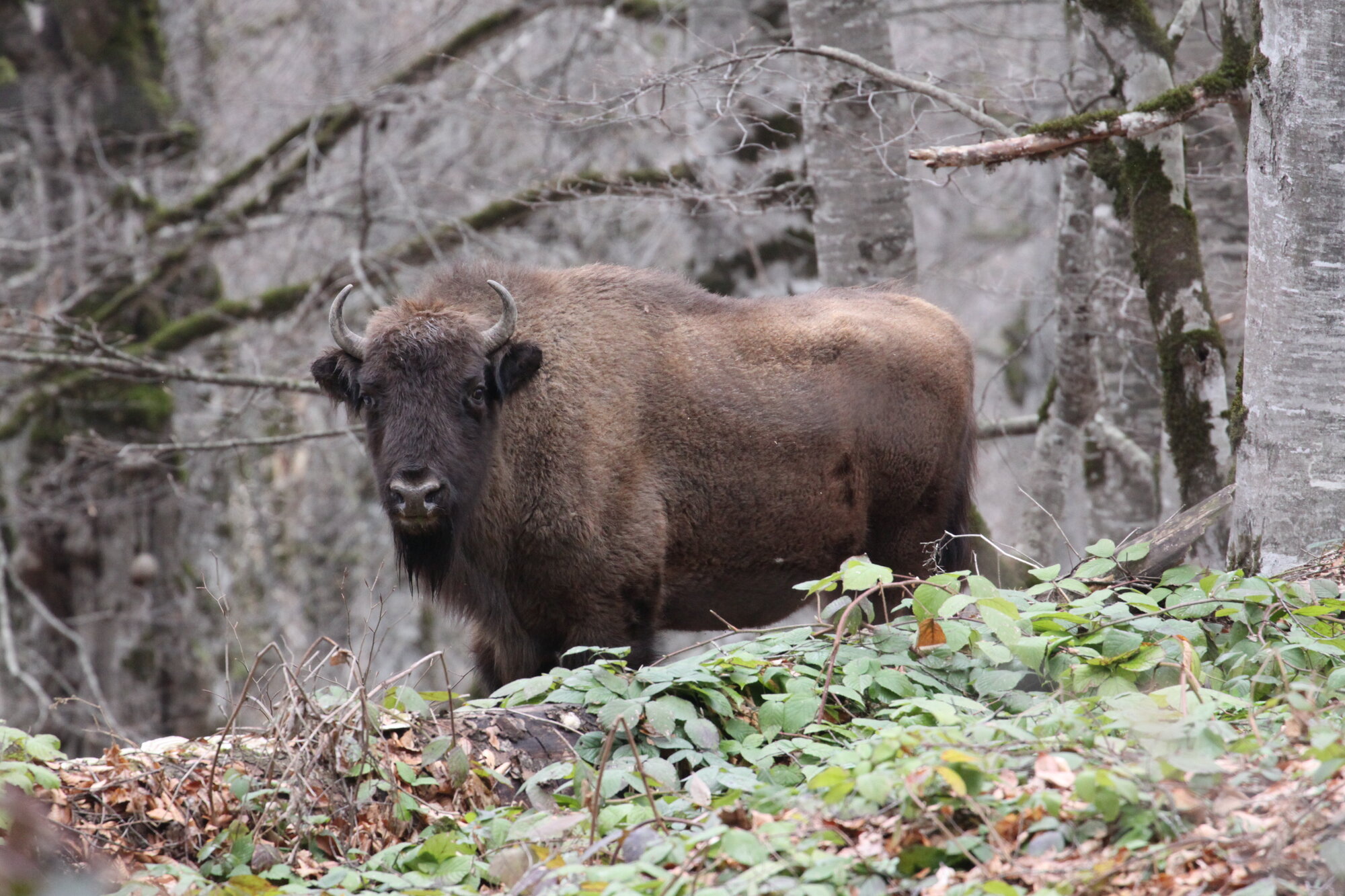 Hand in hand for the return of the bison – Zoo Berlin