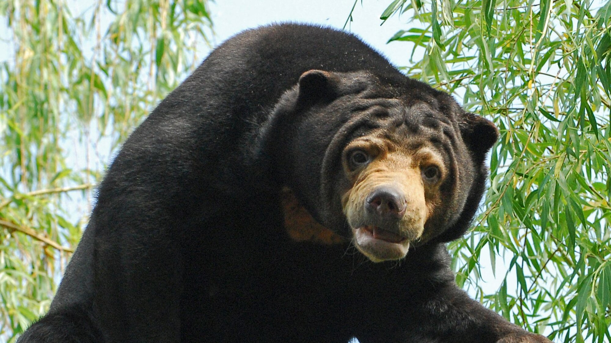 The bears are back in town – Zoo Berlin