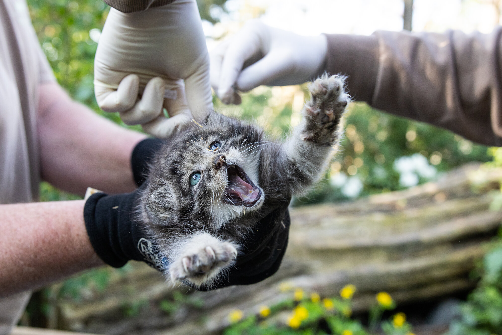 A joyful event for our grumpy cat – Zoo Berlin