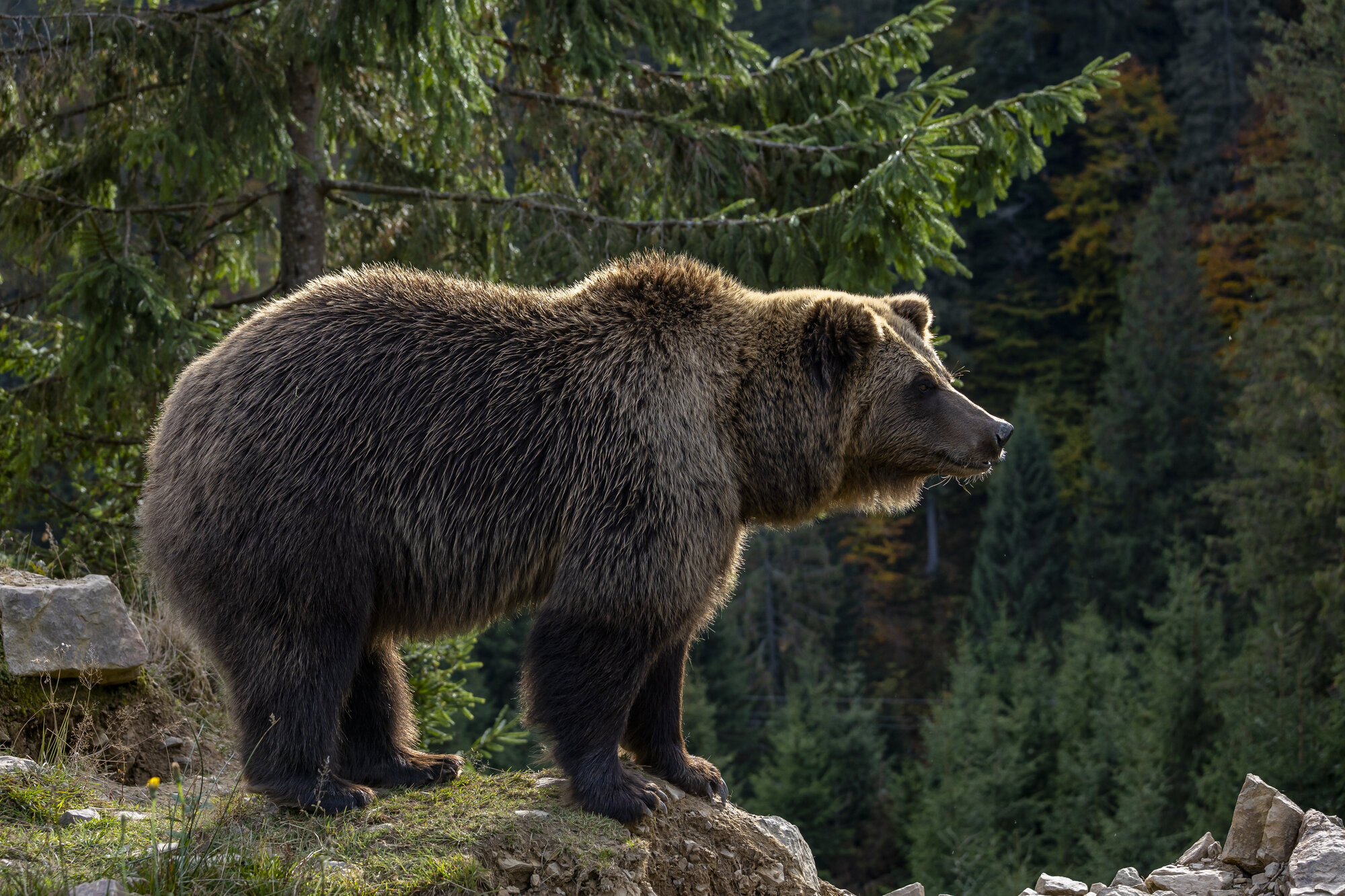 Unterstützung für ukrainische Naturschutzprojekte – Zoo Berlin