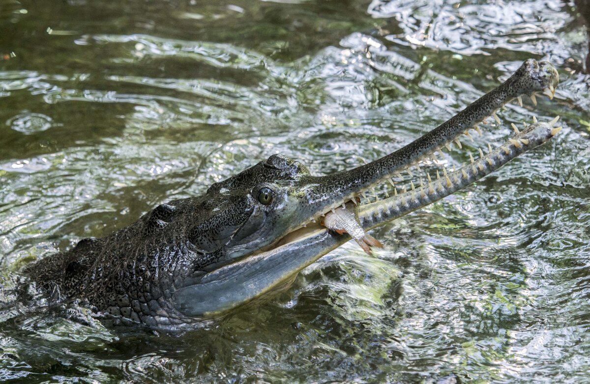 Feeding time for the gharials – Zoo Berlin