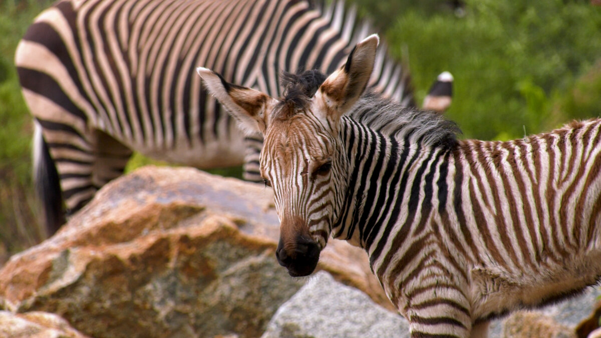 Baby zebra goes exploring – Zoo Berlin