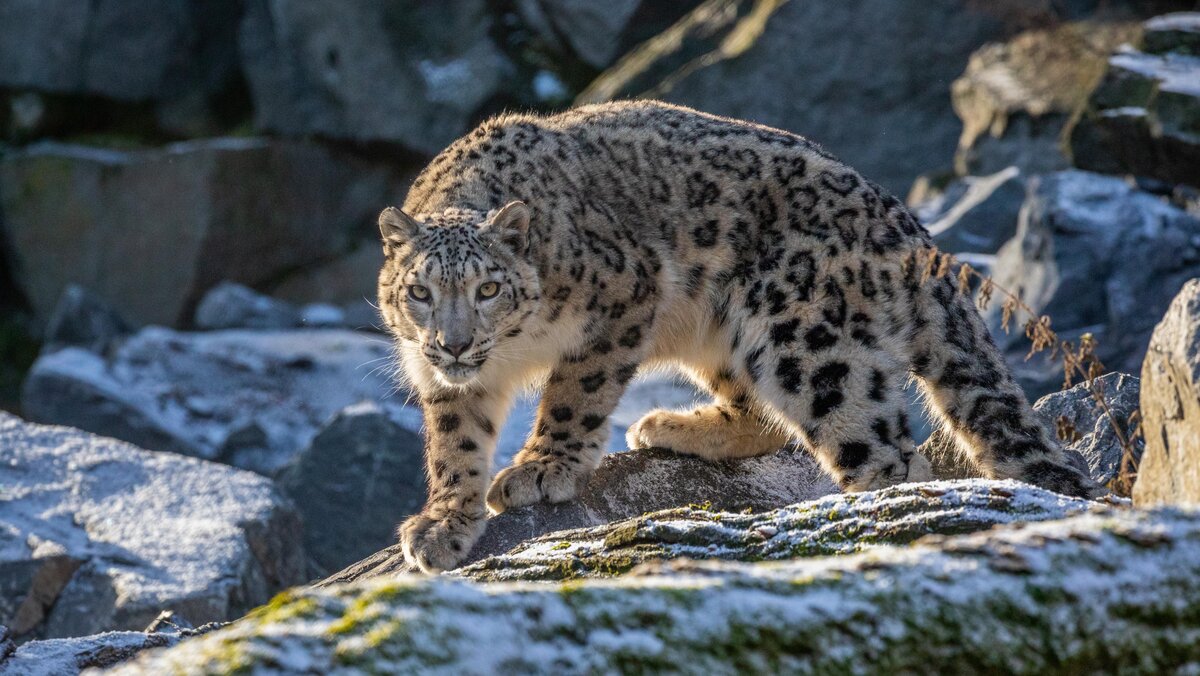 Snow leopards vs. pumpkins – Zoo Berlin