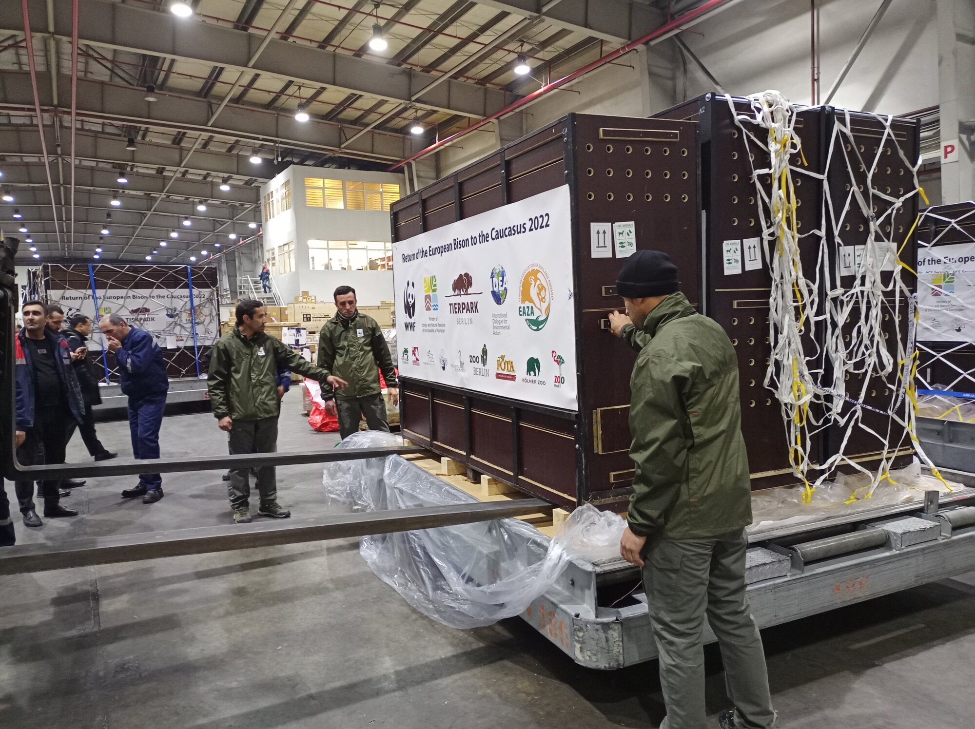 A century of bison rescue – Zoo Berlin